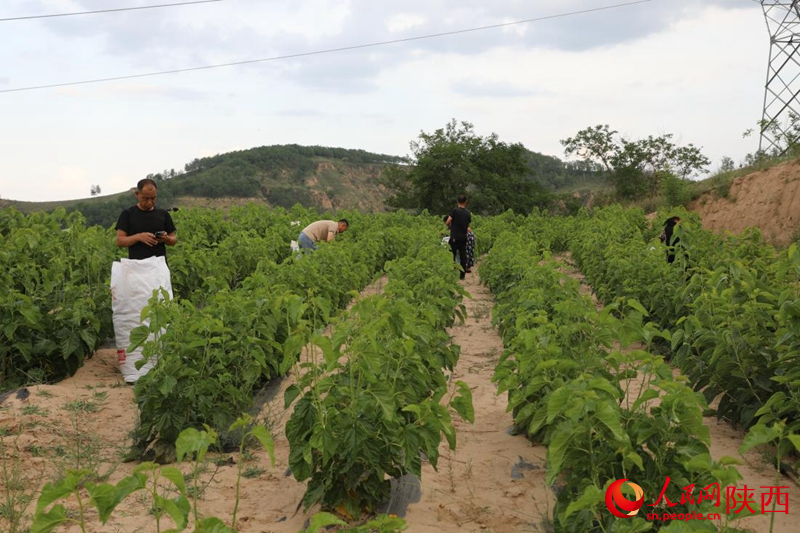The People's Government of Shaanxi Province
